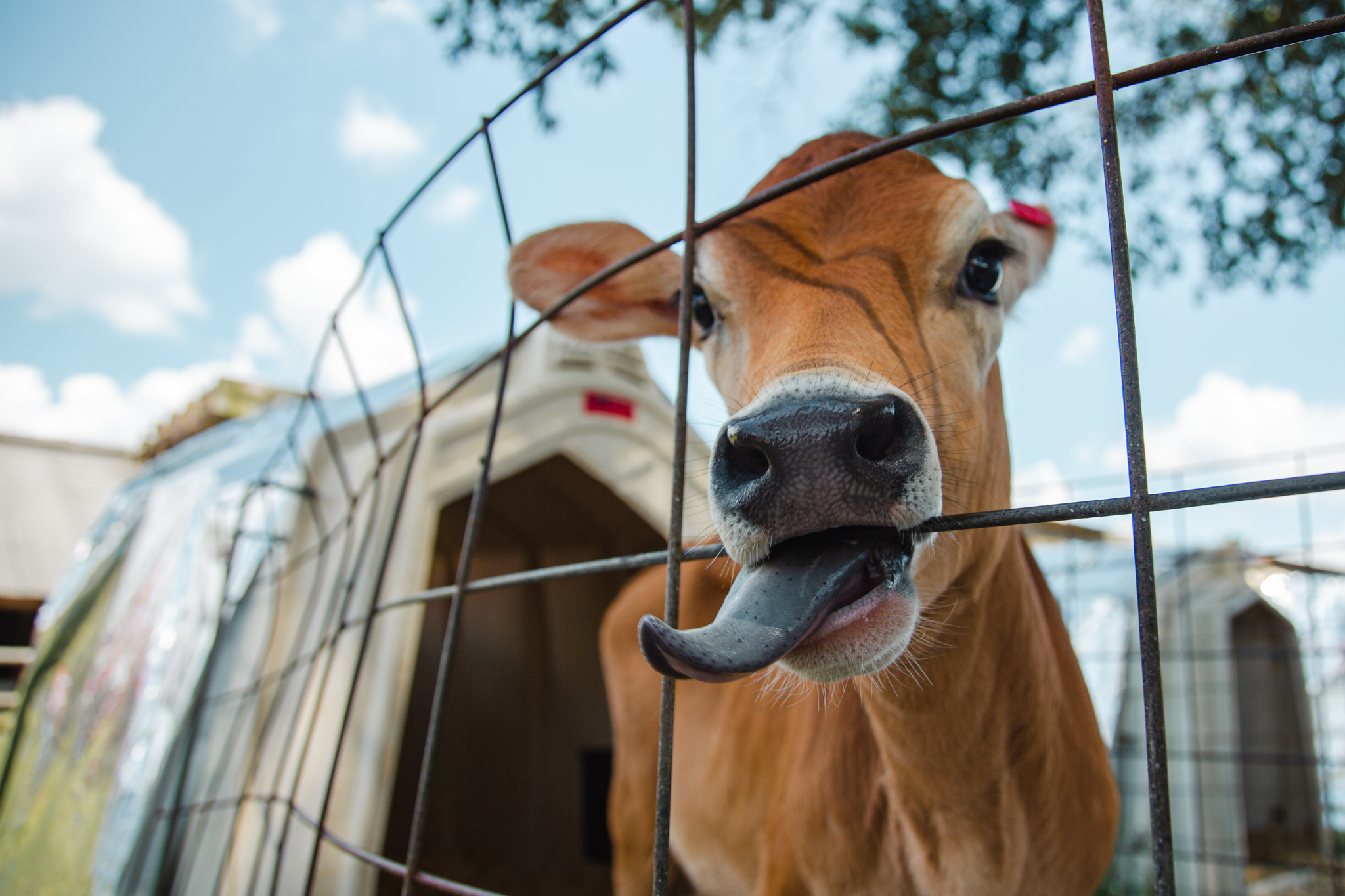 Randleigh Dairy Heritage Museum – Howling Cow